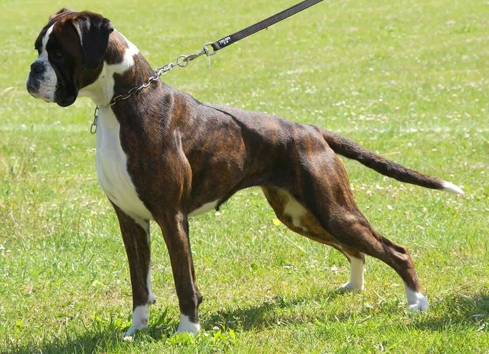 Narsis Nuar Kola Light - Boxer vom Herzogtum Pommern