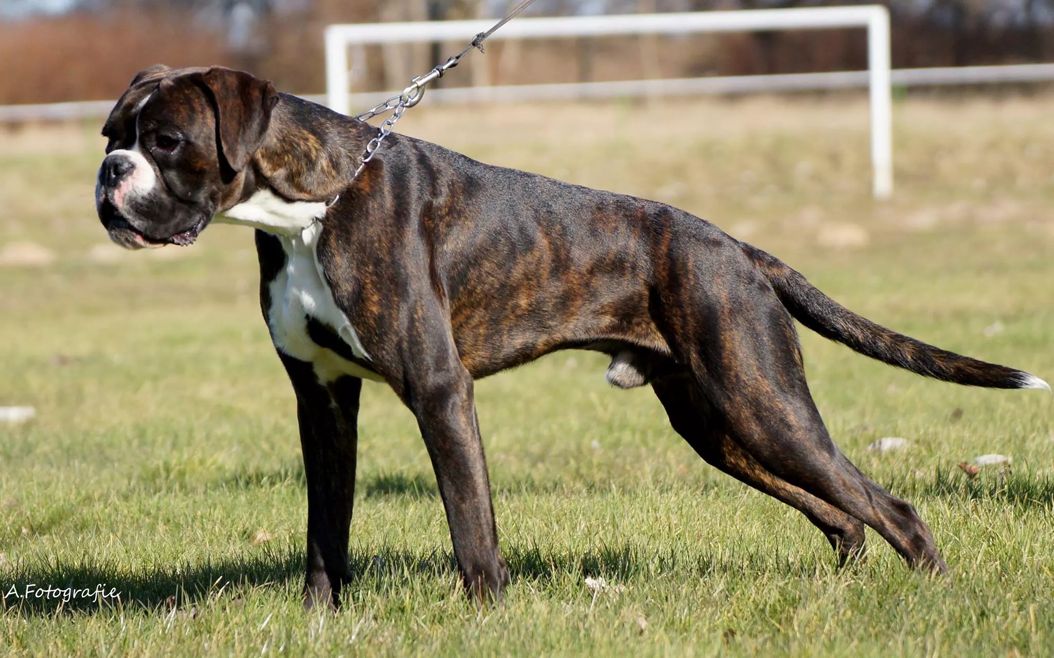Amur von Anima - Boxer vom Herzogtum Pommern