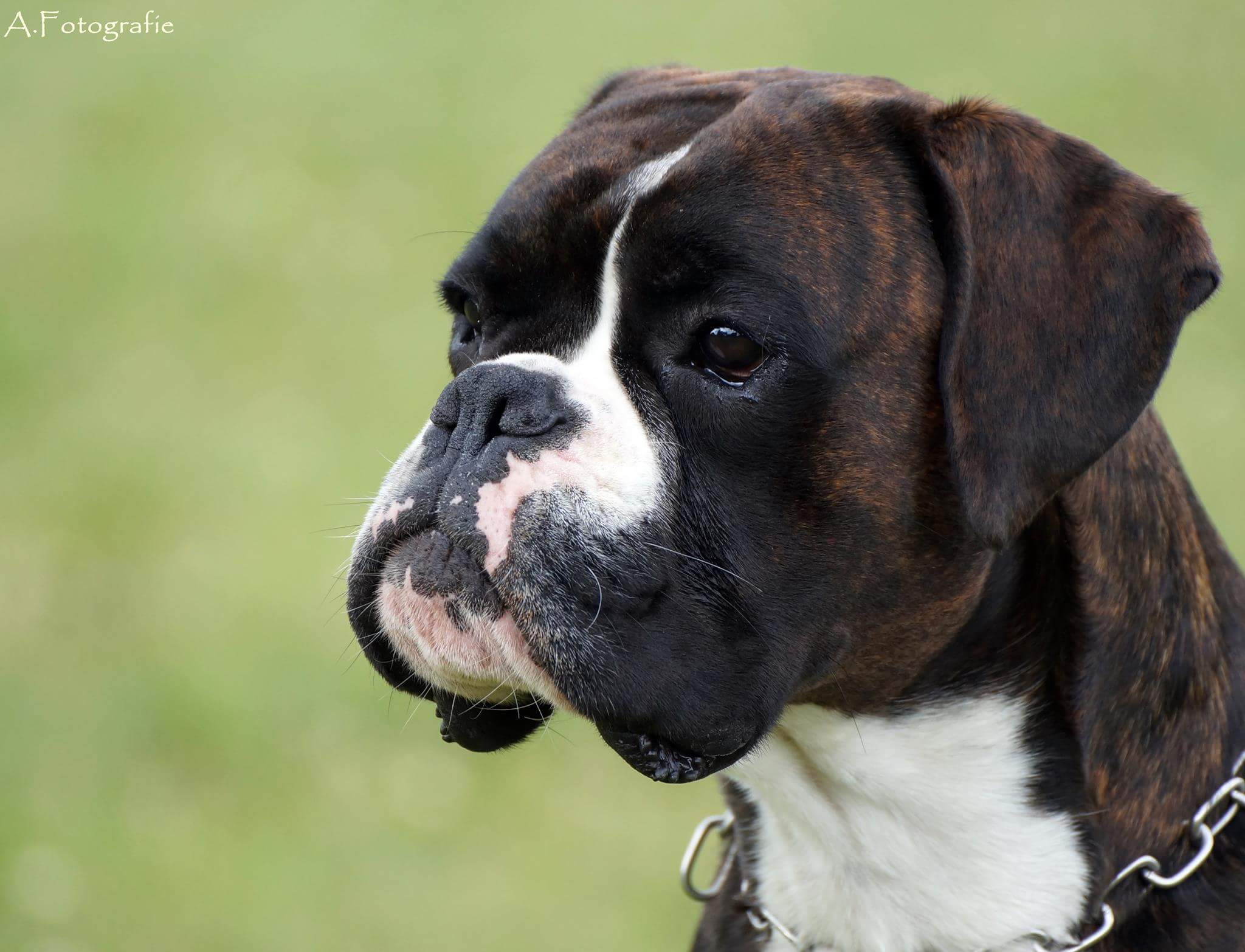 Amur von Anima - Boxer vom Herzogtum Pommern